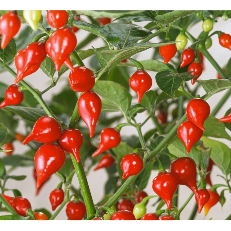 Jual biji benih cabai hias red chupetinho edible fresh seed | Shopee ...