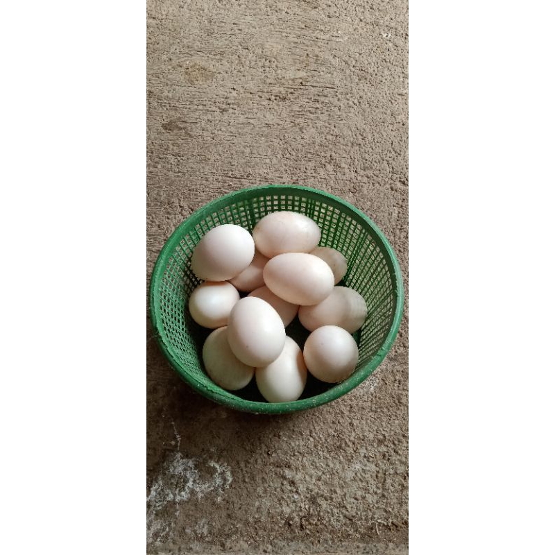 Jual telor tetas entok jumbo leher panjang 1 butir | Shopee Indonesia