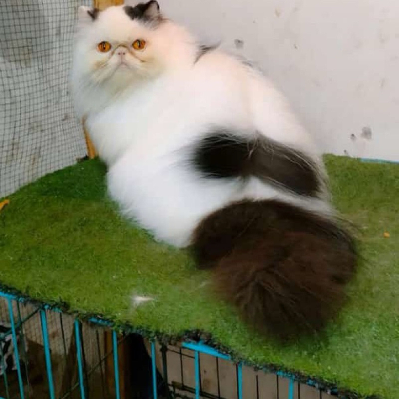 Jual kucing persian peaknose gembul | Shopee Indonesia