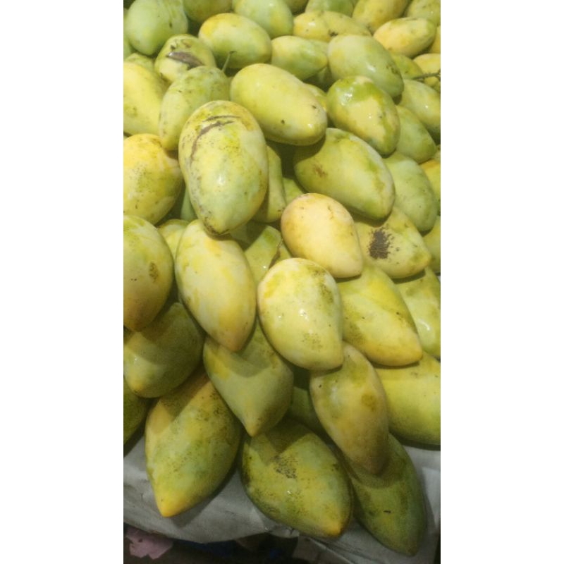 Jual MANGGA AKYONG /MANGGA OMPYONG/mangga Akyong GOLEK THAILAND/MANGGA ...