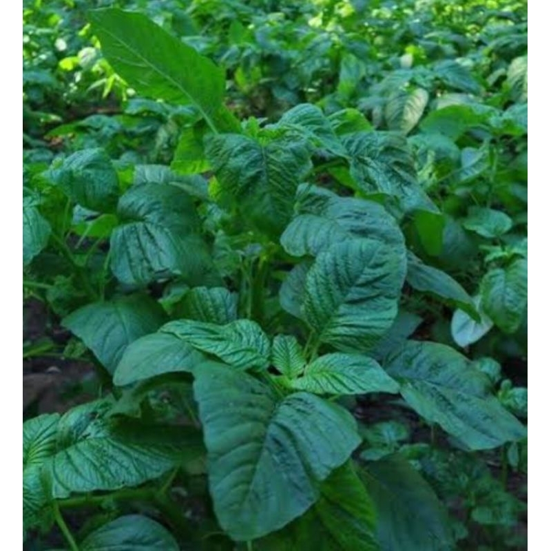Jual 1000 +- biji benih bayem hijau daun lebar bayam cabut | Shopee ...