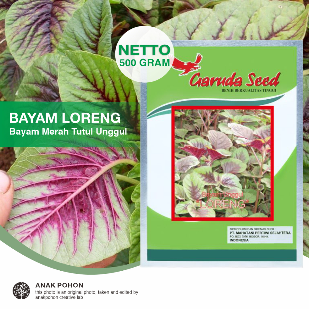 Jual (1 PACK) Benih Bayam Merah Tutul Unggul LORENG Bayam Batik Bicolor ...