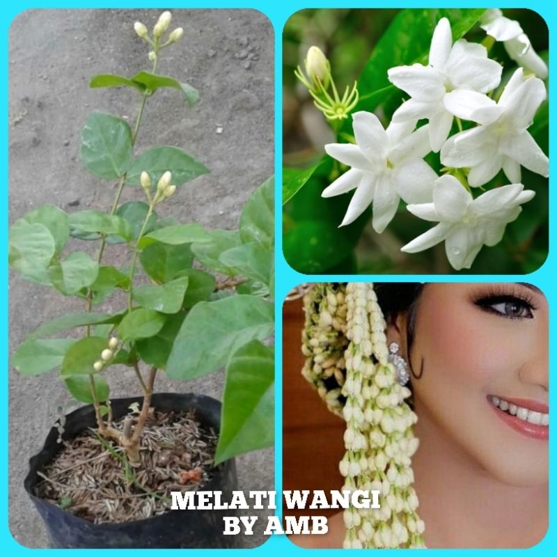 Jual Bibit Tanaman Bunga Melati Wangi Melati Harum Bunga Melati Putih ...