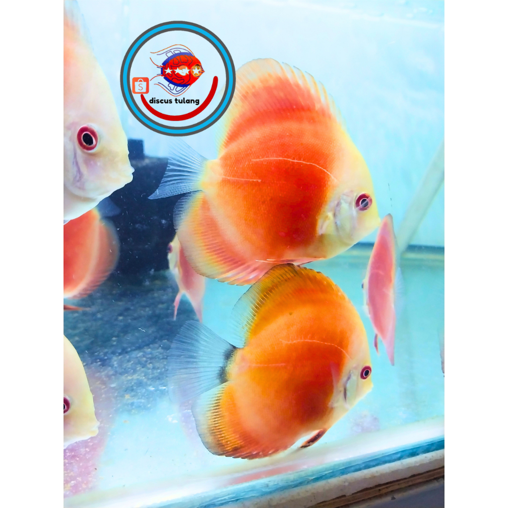 Jual IKAN DISCUS RED MELON UKURAN 3 INCHI ,RED MELON 3 IN | Shopee ...