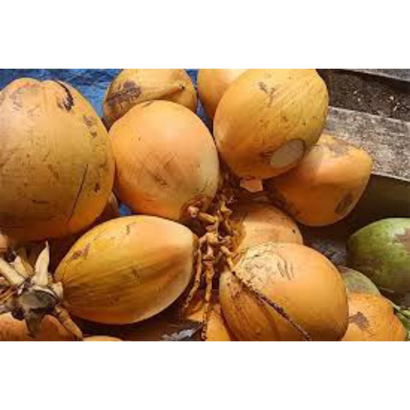 Jual Kelapa muda gading/ degan | Shopee Indonesia