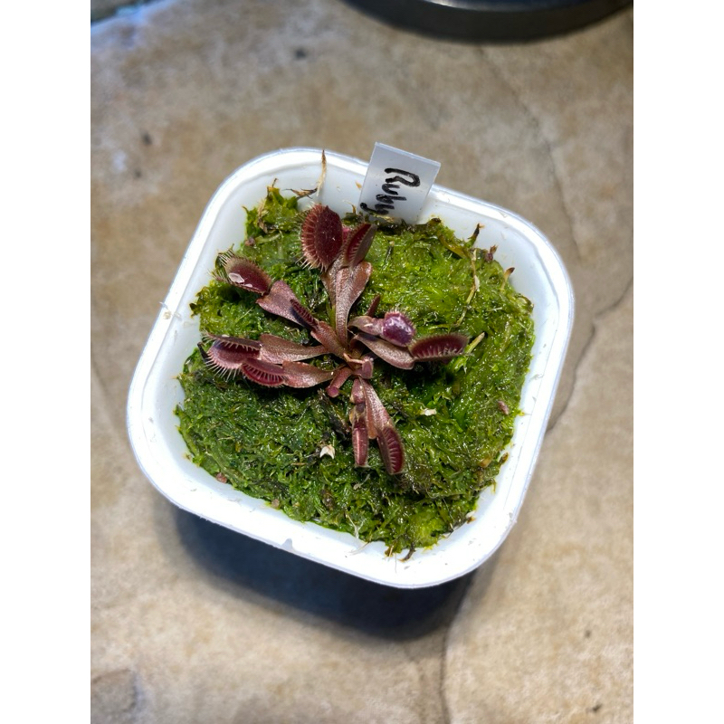 Jual Tanaman Hias VFT Ruby Red | Murah | venus fly trap | tanaman ...