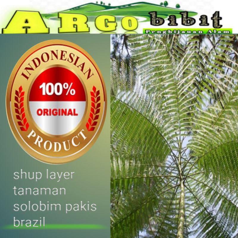 Jual solobium parahiba original tinggi 1 meter 2 meter | Shopee Indonesia