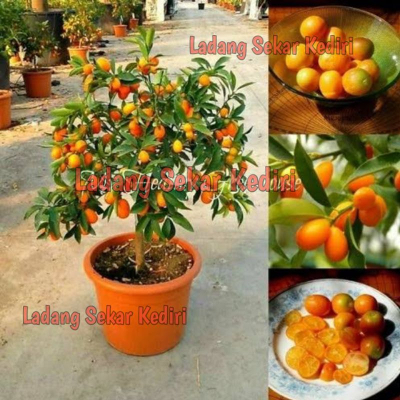 Jual Tinggi 1,5 M Jeruk Nagami Sudah Berbuah Bisa Di Tanam Dalam Pot / Jeruk Bisa Di Makan ...