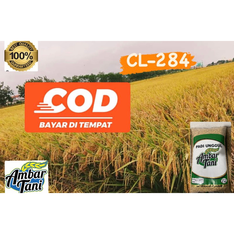 Jual Benih Bibit Padi Unggul CL-284 Kemasan 1kg | Shopee Indonesia