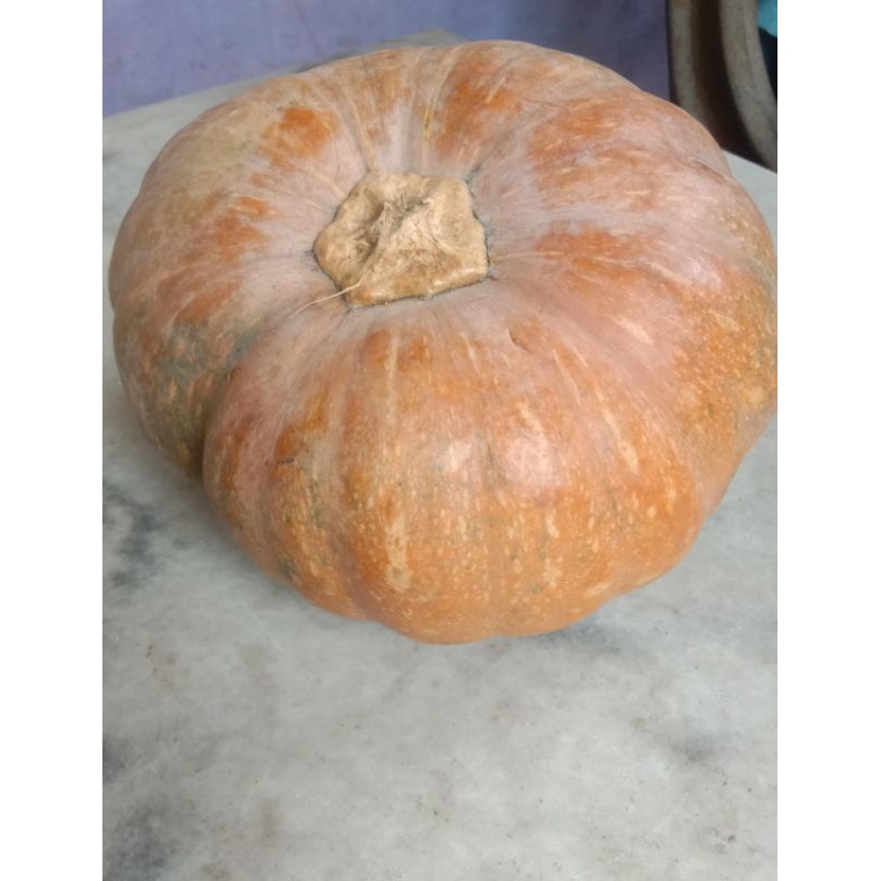 Jual buah labu manis Besar / Waluh Ketan pulen / labu kuning manis ...