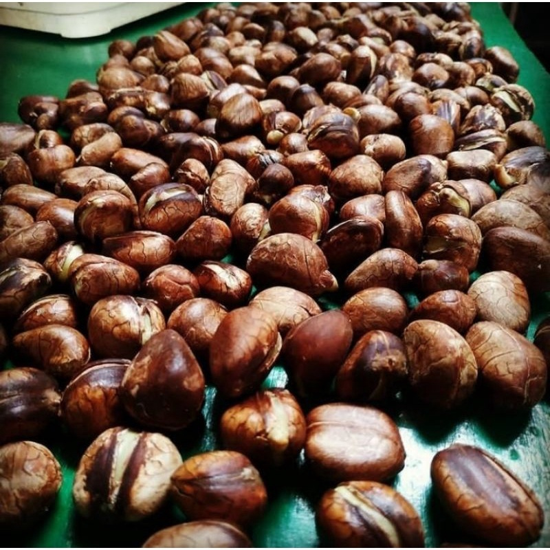 Jual Victory Seed Biji Buah Kluwih Herbal Kering (Isi 4 Biji) | Shopee ...