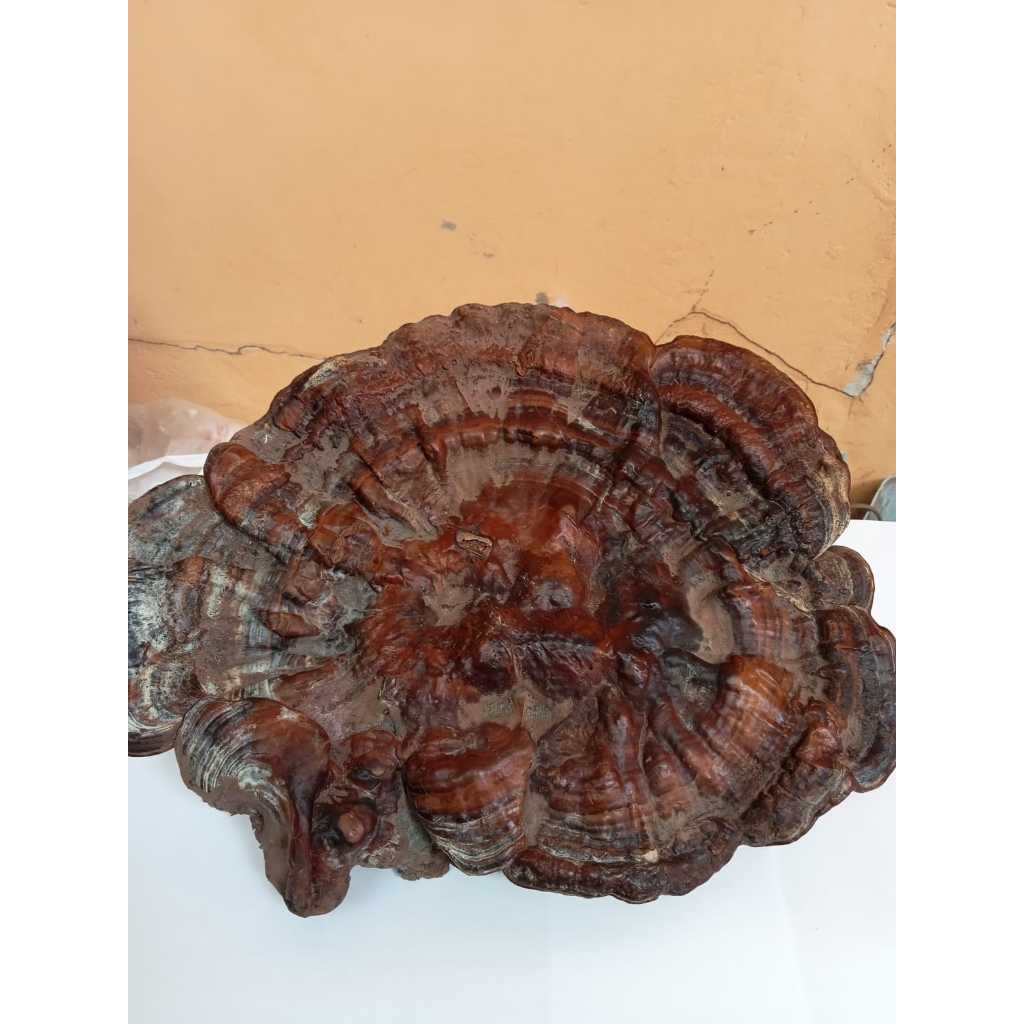 Jual Jamur Lingzhi Kering / Ganoderma Lucidium 500 gram | Shopee Indonesia