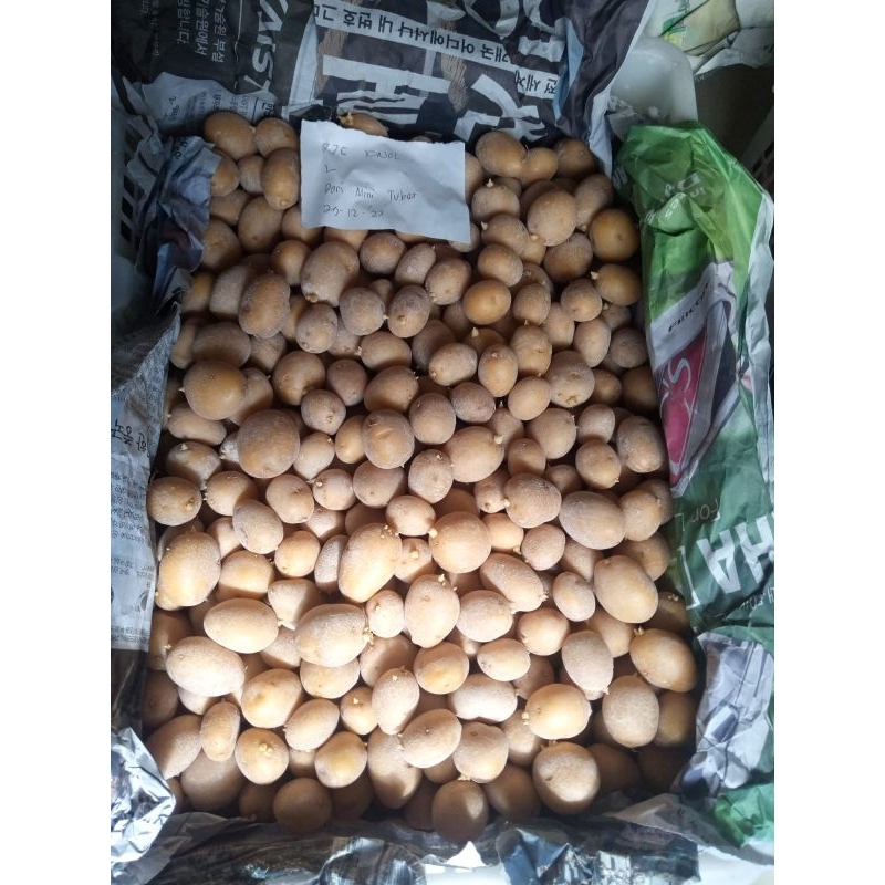 Jual Bibit / Benih Kentang Granola L G-0 Size L (Sebesar telur ayam ...