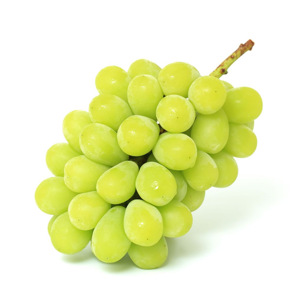Jual LOLA Anggur Hijau Shine Muscat XL Bibit Jepang Green Seedless ...