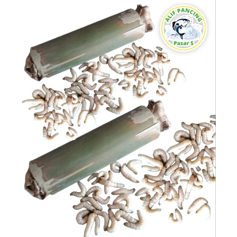 Jual Ulat Bambu / Ulat Bumbung | Shopee Indonesia