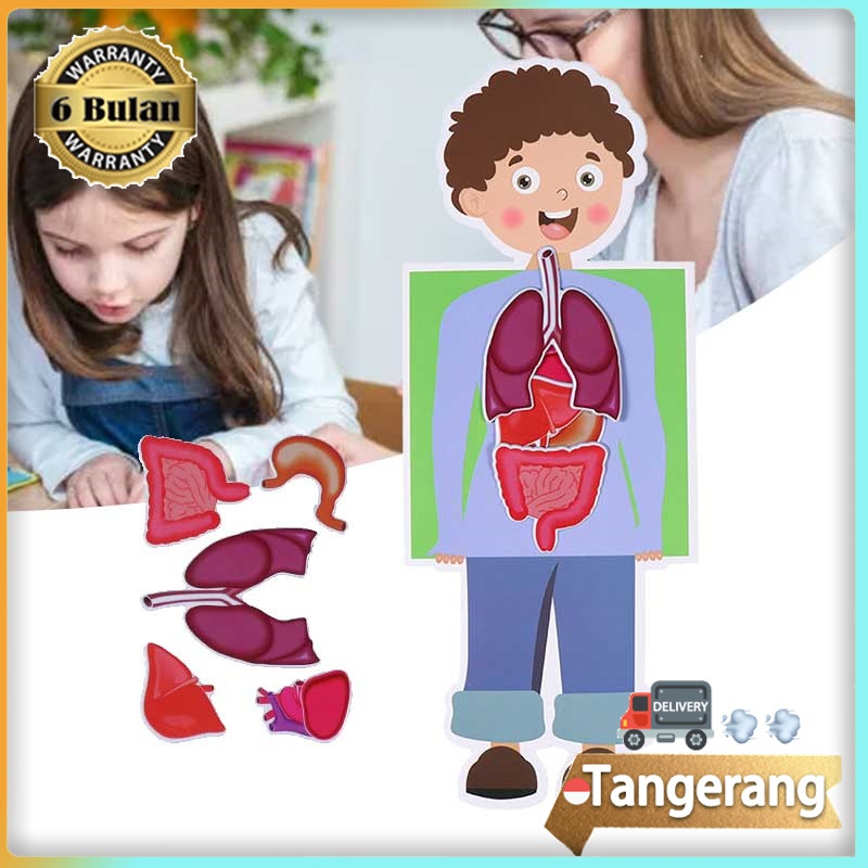 Jual Mainan Human Body Mainan Edukasi Anak Model Organ Tubuh Manusia ...