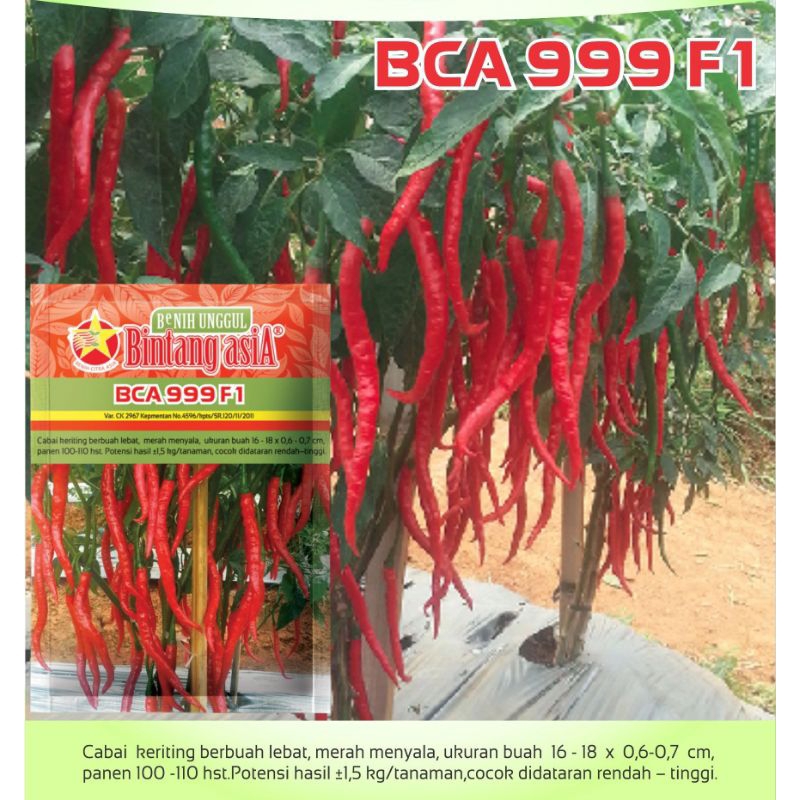 Jual 100 Biji Cabe Keriting BCA 999 F1 | Benih Cabai Keriting | Bibit ...