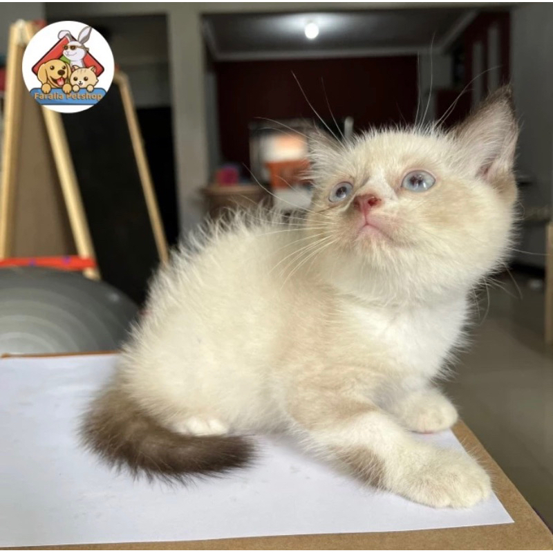 Jual Anak Kucing BSH x Ragdoll Open Adopt Kitten British Short Hair ...