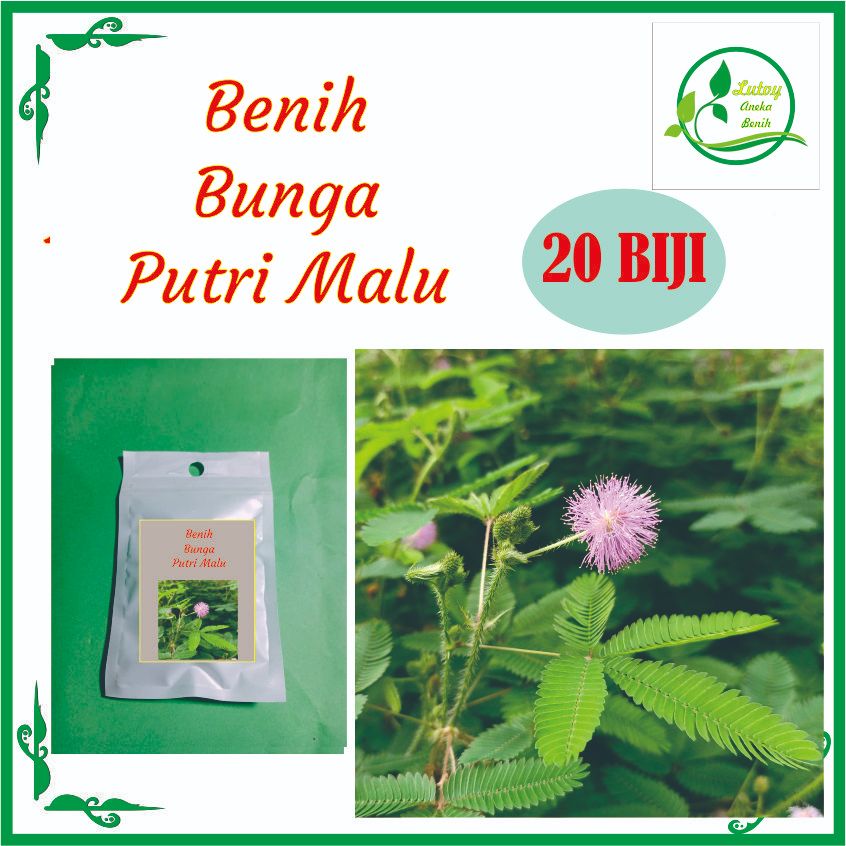 Jual BENIH BUNGA PUTRI MALU ISI 20 BIJI | Shopee Indonesia