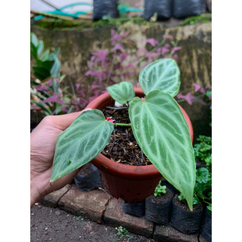 Jual tanaman hias anthurium silver tiger from seedling | Shopee Indonesia