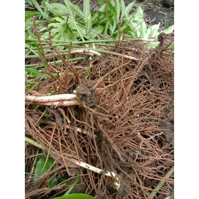 Jual bibit tanaman akar tunjuk langit | Shopee Indonesia