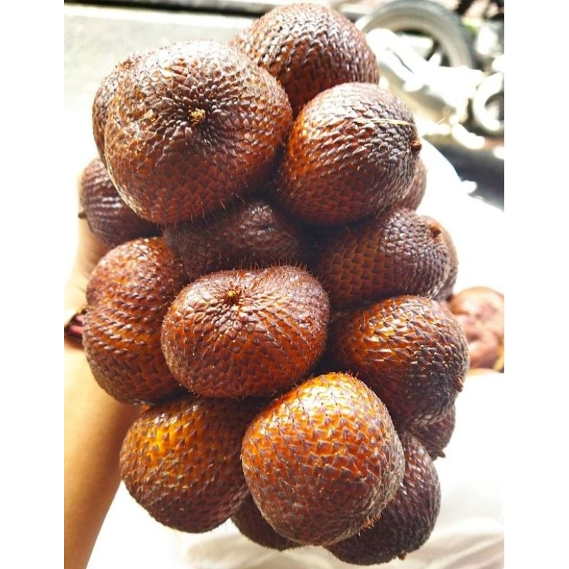 Jual Buah Salak Gula Pasir 1Kg | Shopee Indonesia