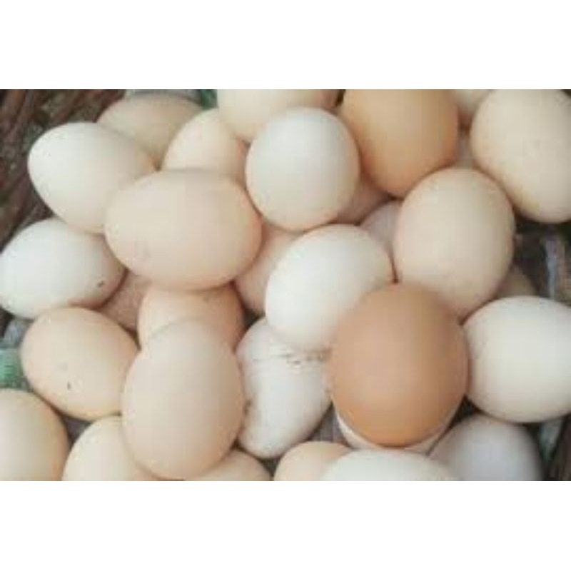 Jual Telur ayam kampung asli perbutir | Shopee Indonesia