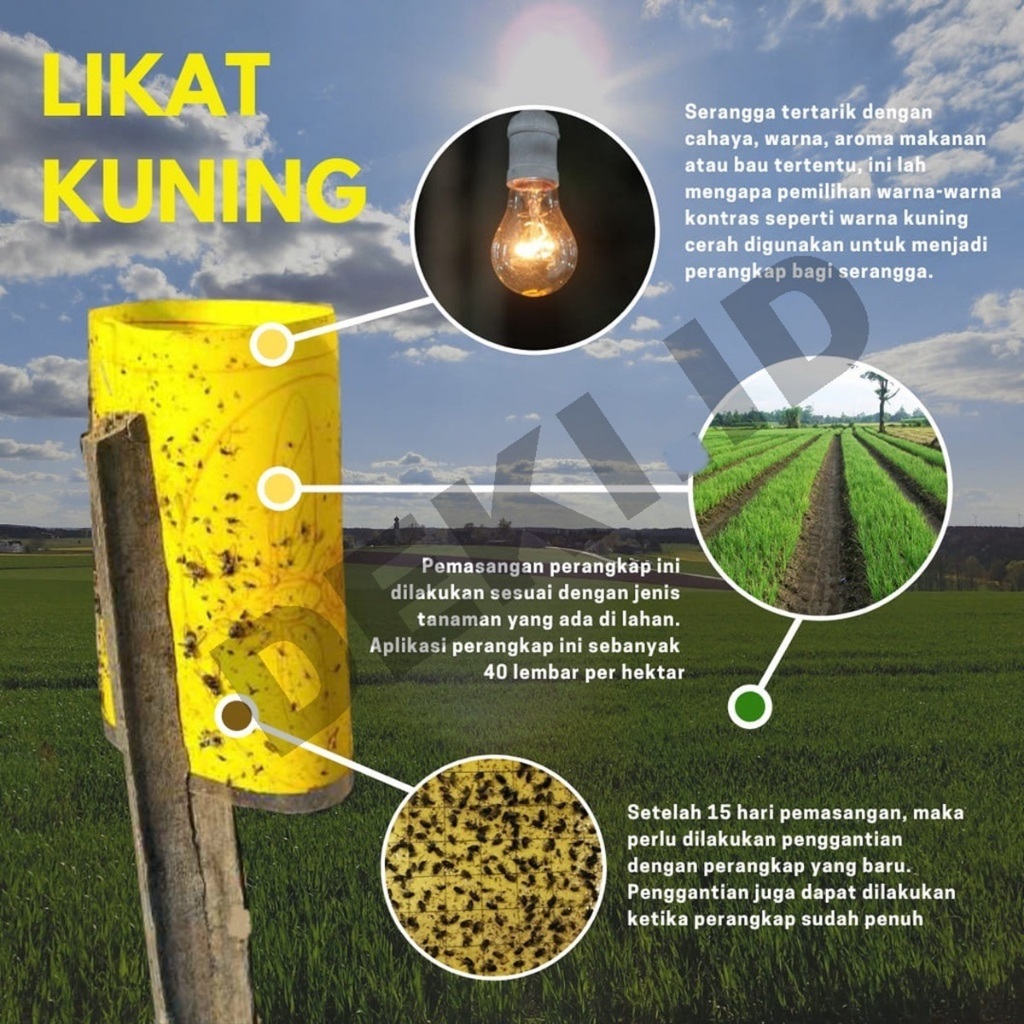 Jual Yellow Trap Perangkap Hama Lem Perekat Lalat Buah Likat Kuning ...