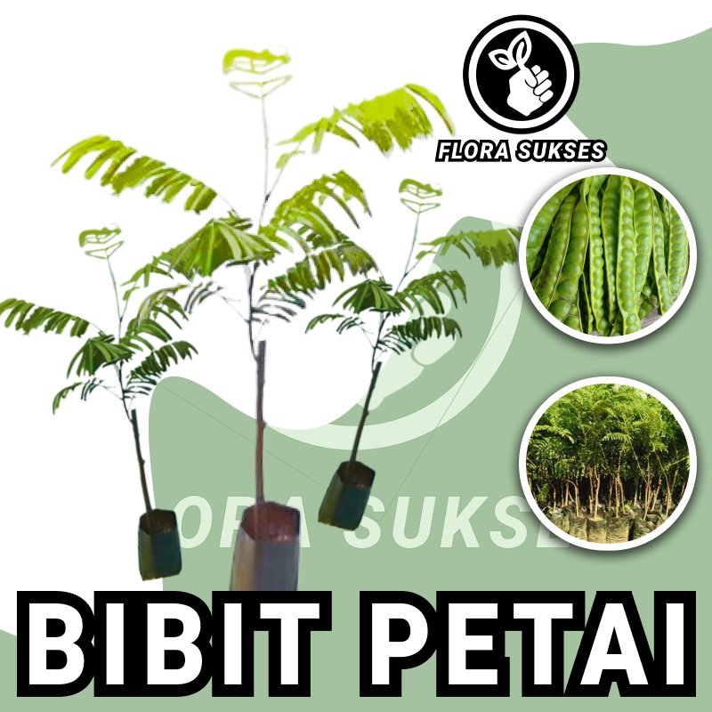Jual Bibit Pete Bibit Petai Pohon Pete Hasil Okulasi Cepat Berbuah ...