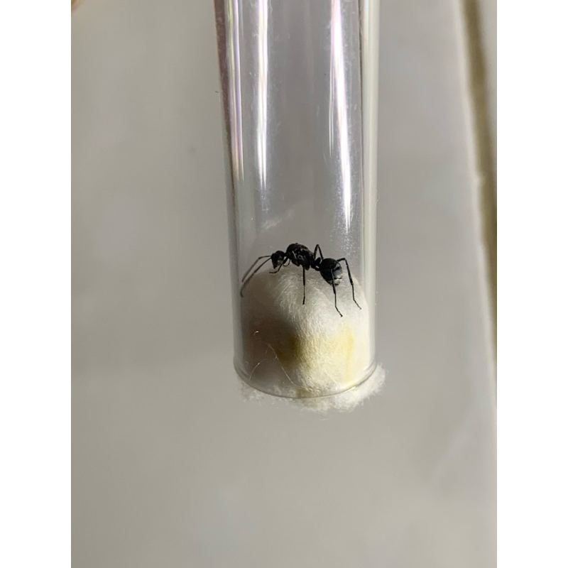 Jual ant queen polyrhachis / ratu semut polyrhachis kode B | Shopee ...