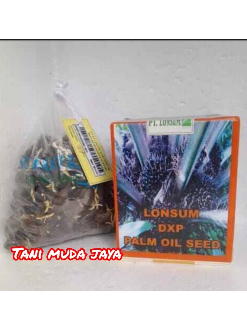 Jual Benih berkecambah sawit unggul jenis ( Lonsum bah lias ) varietas ...