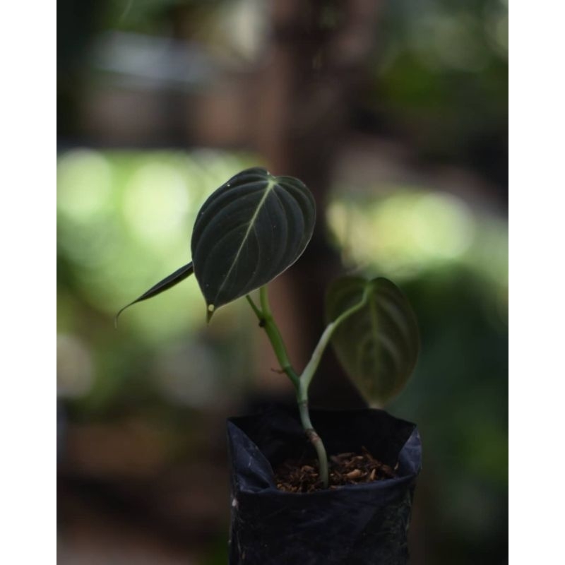 Jual Tanaman hias Melano 3/4 daun sehat | Shopee Indonesia