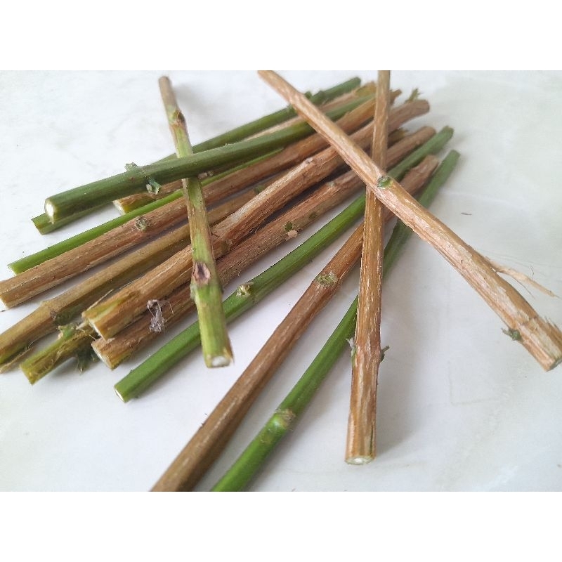 Jual Ranting kayu (baru di potong) | Shopee Indonesia