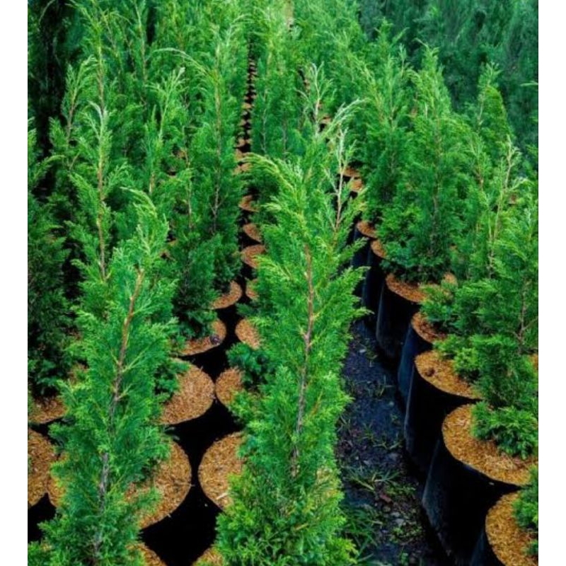 Jual POHON CEMARA PUAPUA RIMBUN / Cemara harga murah | Shopee Indonesia