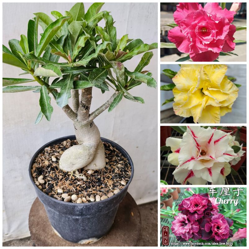 Jual Adenium Grafting 1 Pohon 4 Warna Bunga | Shopee Indonesia