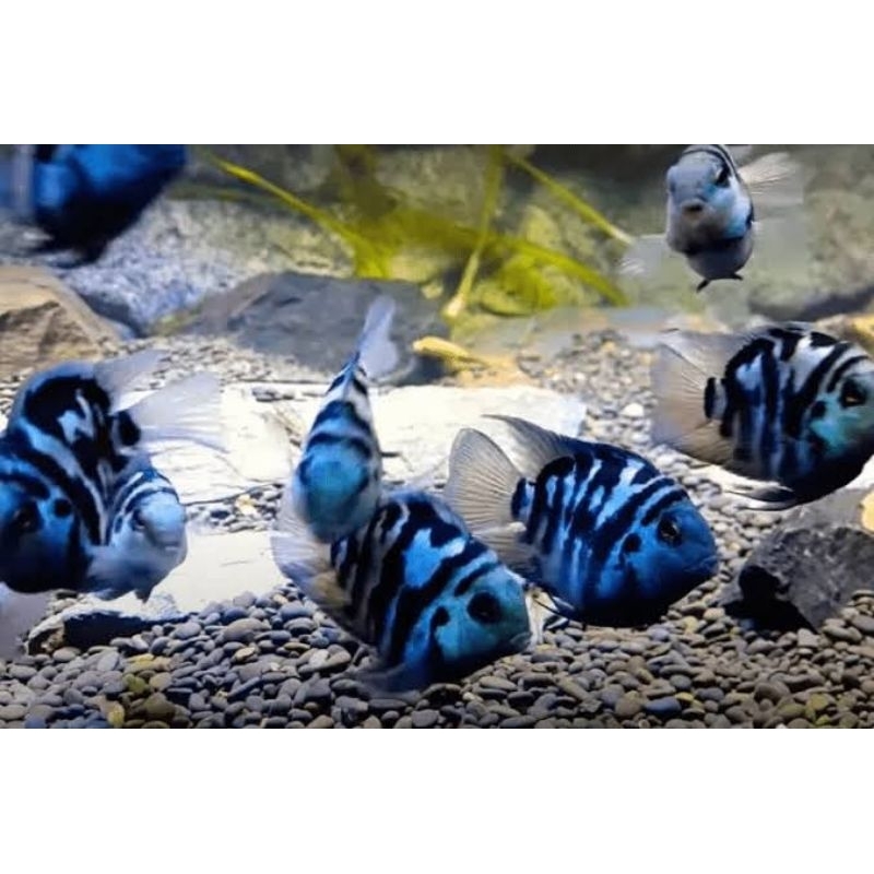 Jual Ikan Hias Blue Polar Parrot | Shopee Indonesia