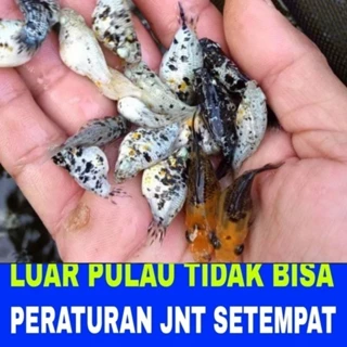 Jual Ikan Bloop Terlengkap & Harga Terbaru Juni 2024 | Shopee Indonesia