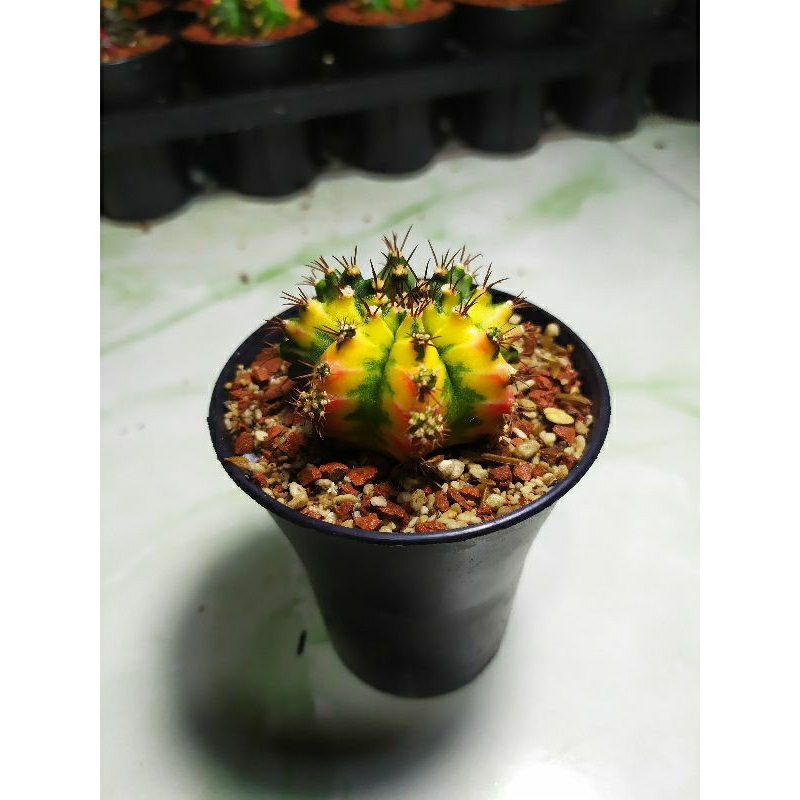 Jual kaktus gimno haibrit | Shopee Indonesia