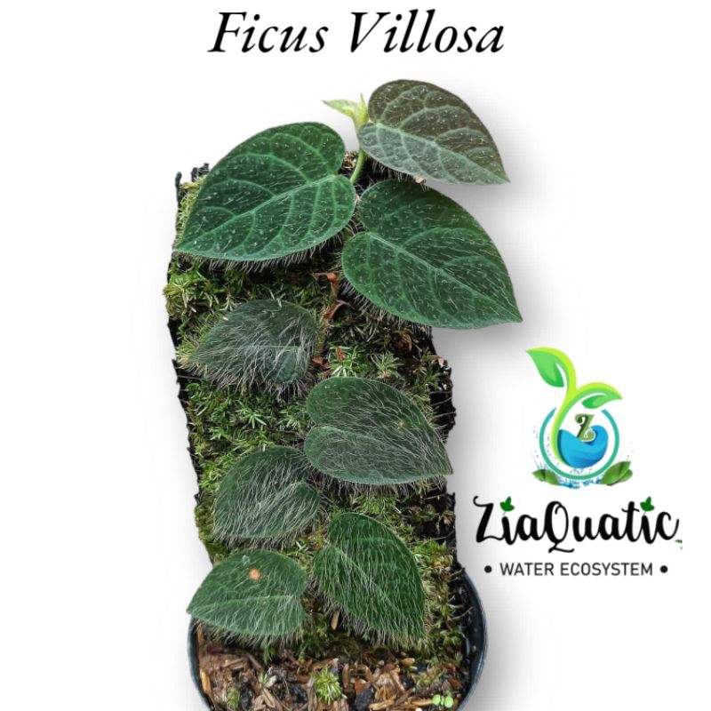 Jual Ficus Villosa - Tanaman Hias Rambat Paludarium Terrarium ...
