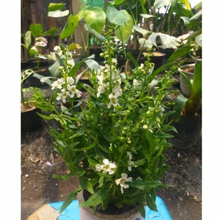 Jual tanaman hias bunga lavender putih/angelonia bunga putih | Shopee ...