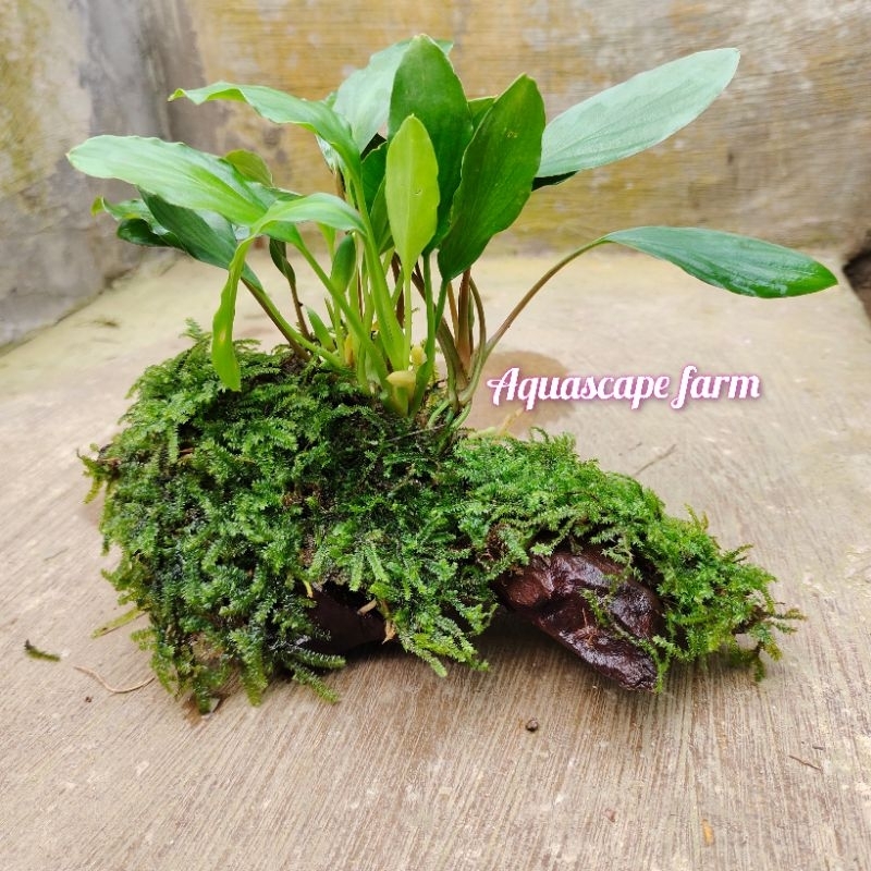 Jual kayu rentek anubias sp green aquascape-hiasan aquarium/paludarium ...
