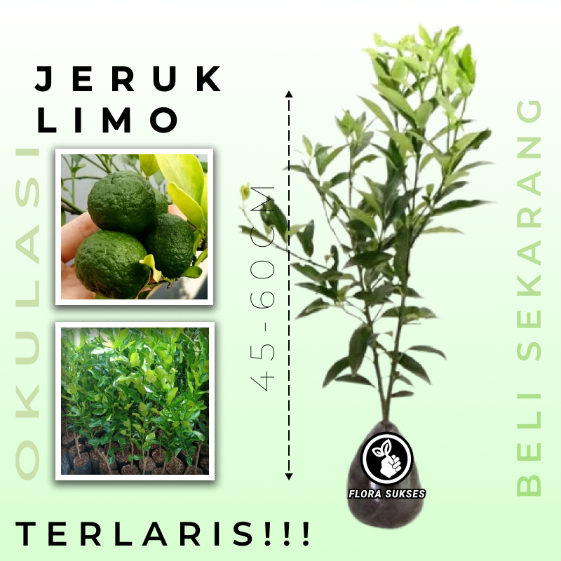 Jual BIBIT POHON JERUK LIMAU BIBIT TANAMAN JERUK LIMO CEPAT BERBUAH ...