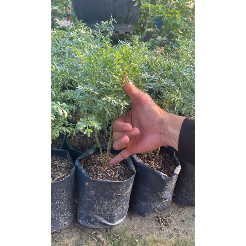 Jual Bibit tanaman inggu/ cao cao/ chau chau/ tanaman herbal | Shopee ...