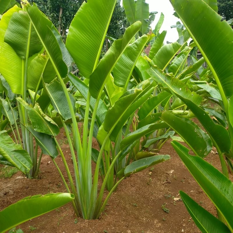 Jual tanaman hias pisang kipas tinggi 1 m sampai 1,5 m tanaman tropis ...