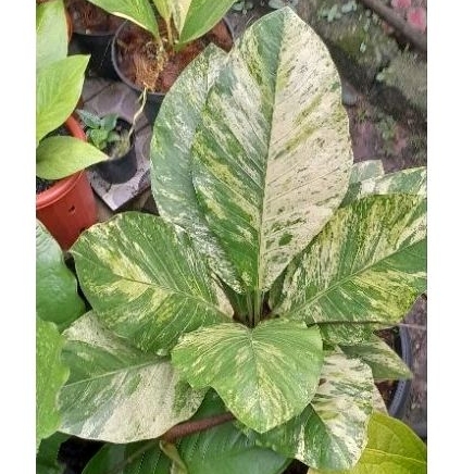 Jual Anthurium Hokery Variegata / Hokery Varigata / Hokery Varigata ...