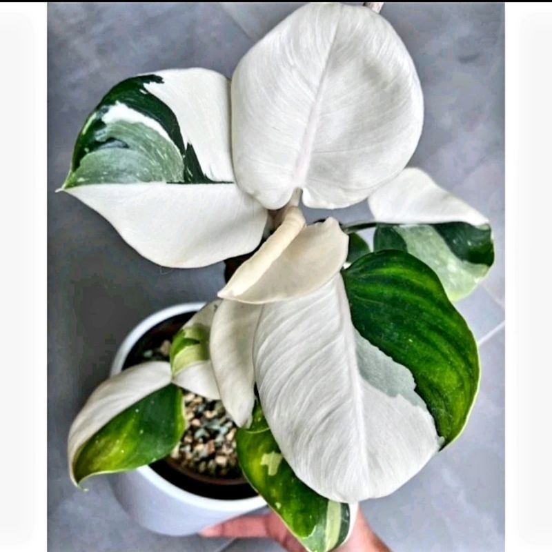 Jual Tanaman Hias Anthurium Dorayaki Super / Anturium Kuping Gajah ...