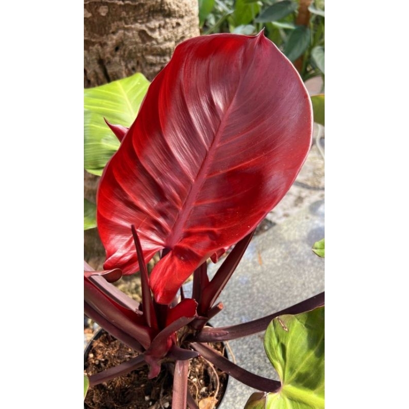 Jual ( BISA COD ) Philo Dendron Red Cery Tanaman Hias Philo Dendron Red ...
