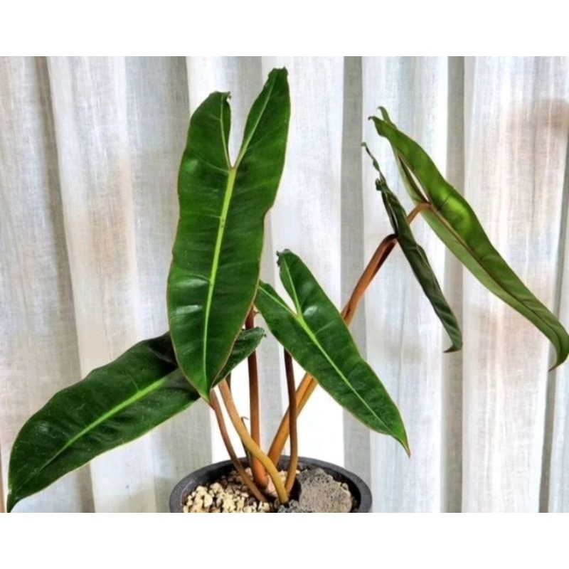 Jual Tanaman hias philodendron bilitiae kabel busi - Philodendron kabel ...