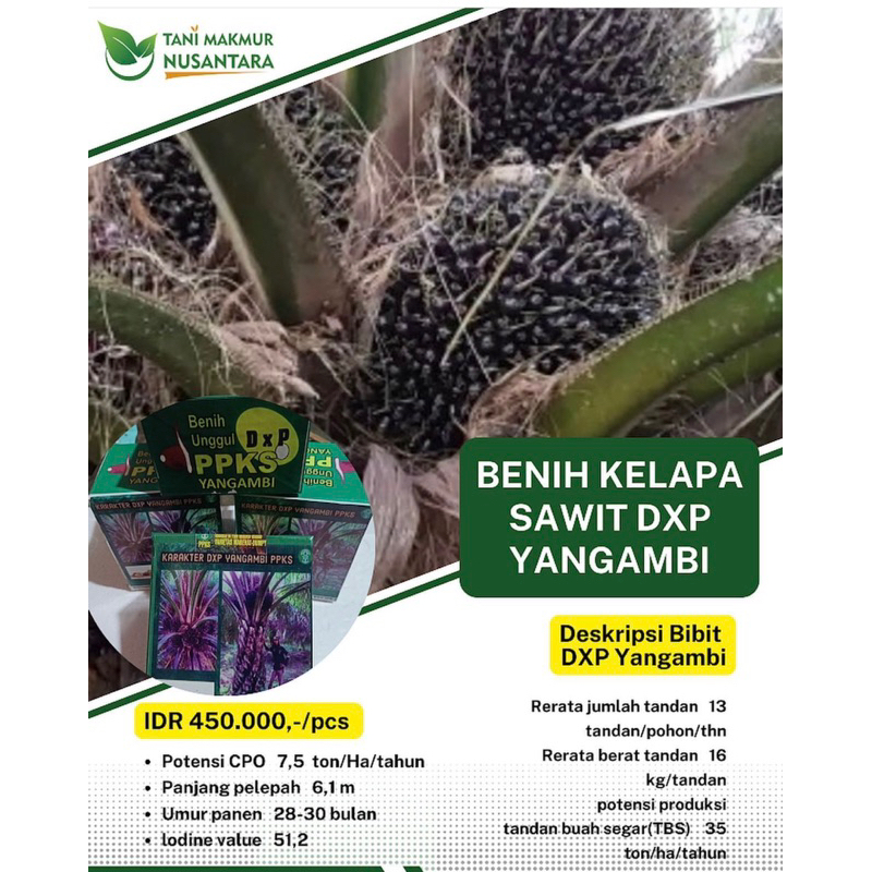 Jual benih sawit ppks DxP Yangambi | Shopee Indonesia