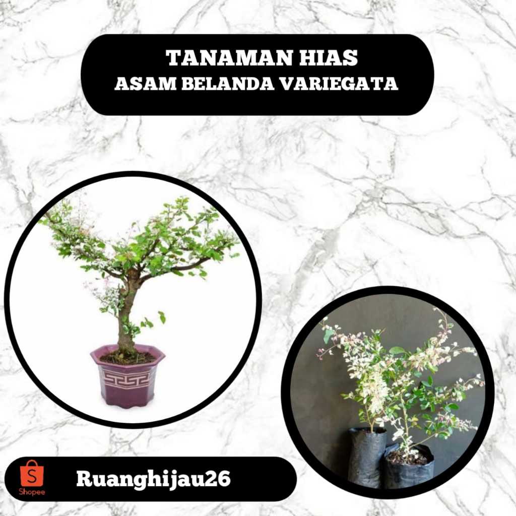 Jual Tanaman Hias Asam Belanda Variegata - Asam Londo - Bahan Bonsai ...